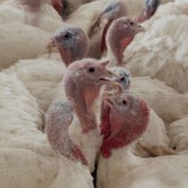 Avian Metapneumovirus in the USA